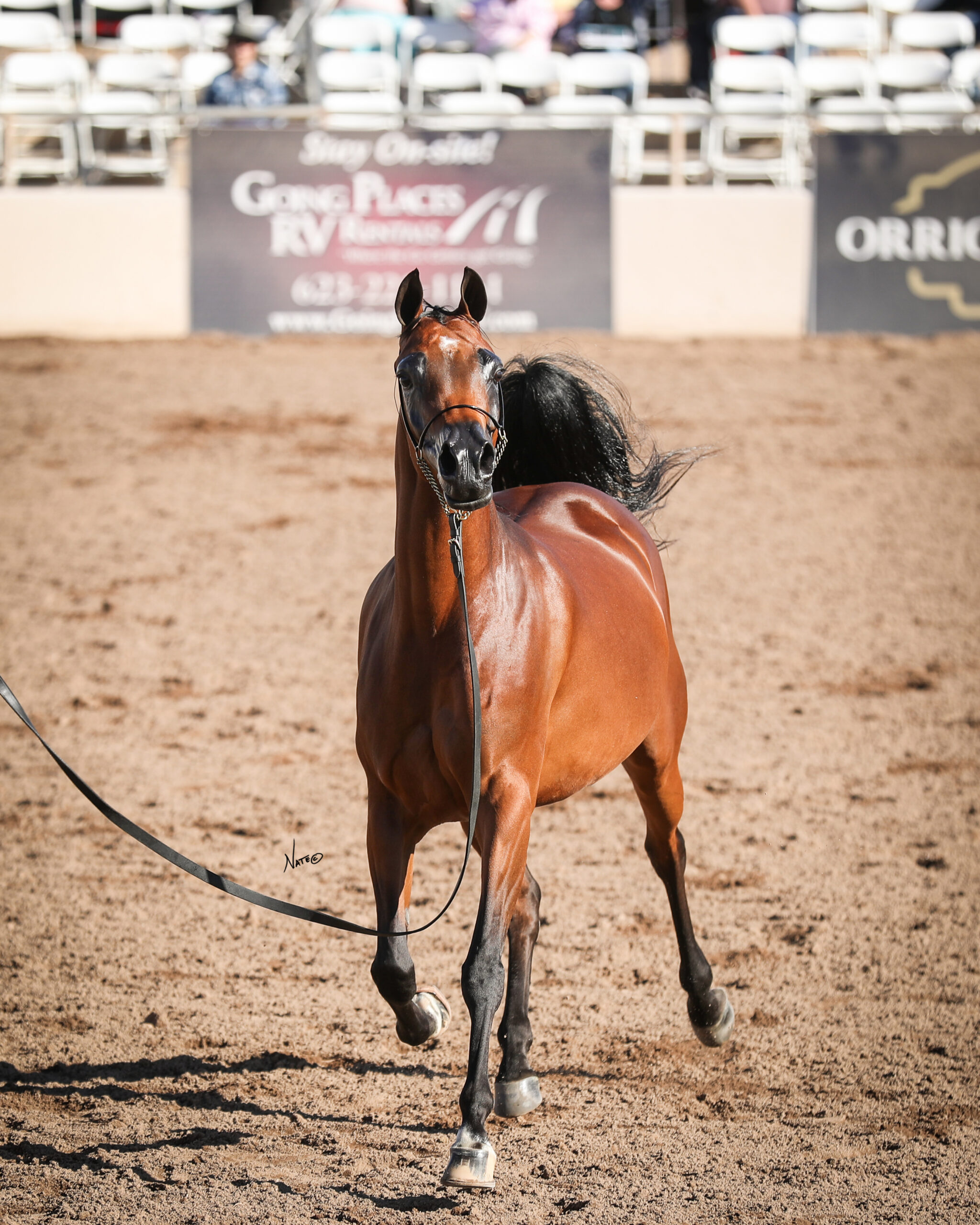 2025 Scottsdale Arabian Show Results :: Rae-Dawn Arabians
